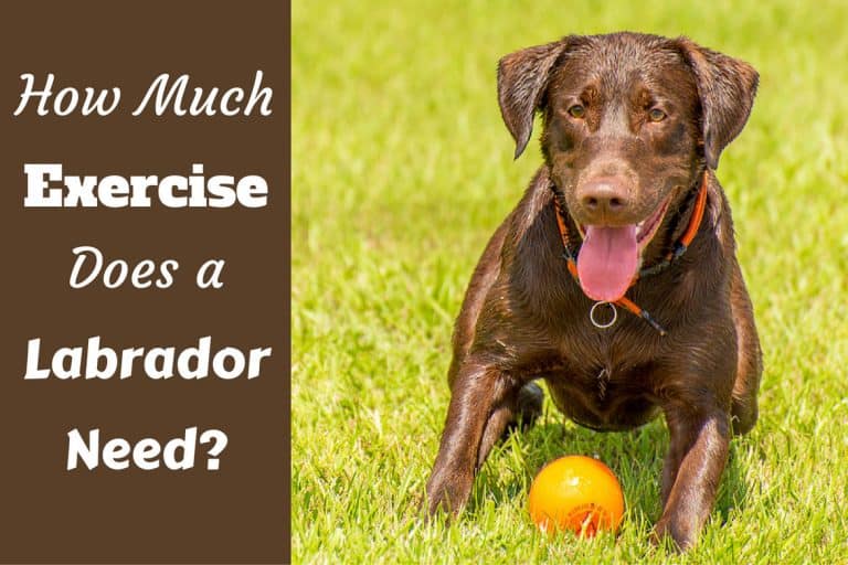 How Much Exercise Does a Lab Need? [Weight, Running, Swimming & more!]
