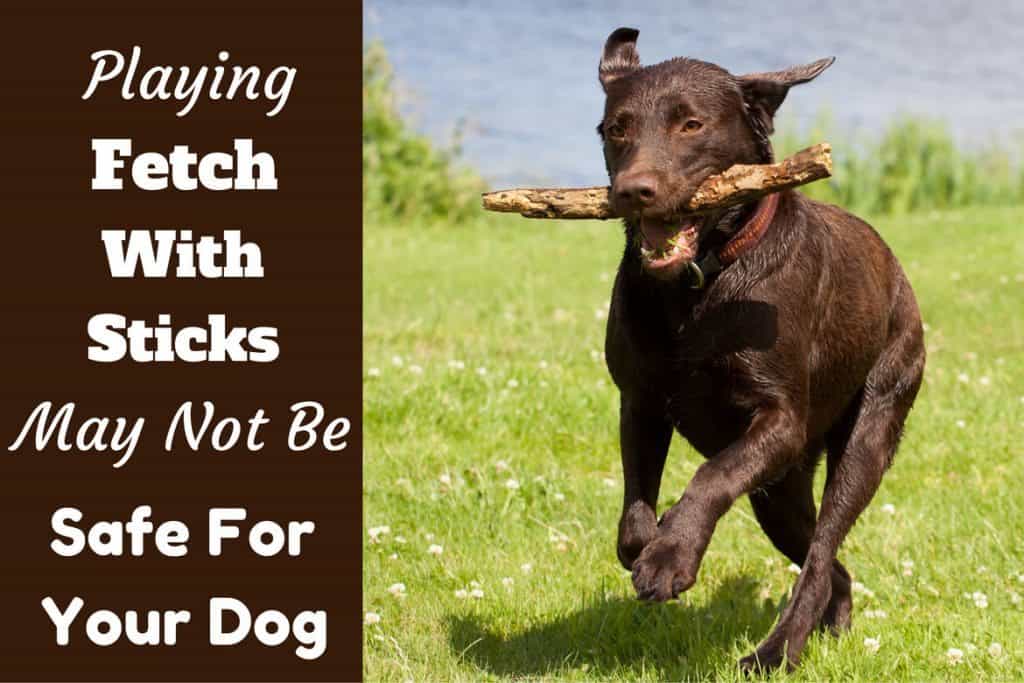 Beware stick injuries playing fetch with your Labrador