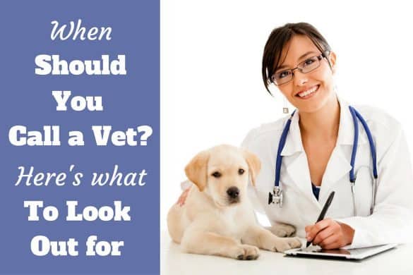How to Train Your Labrador Puppy or Dog to Accept Handling