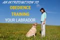 Labrador Obedience Training - An Introduction