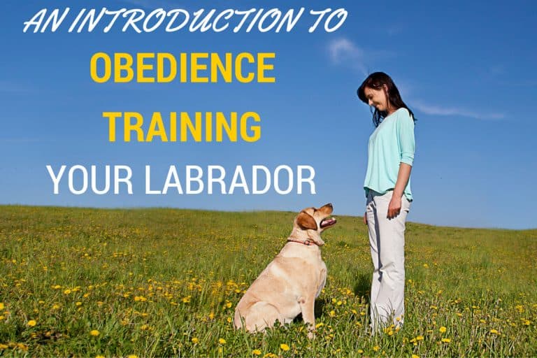 Labrador Obedience Training - An Introduction