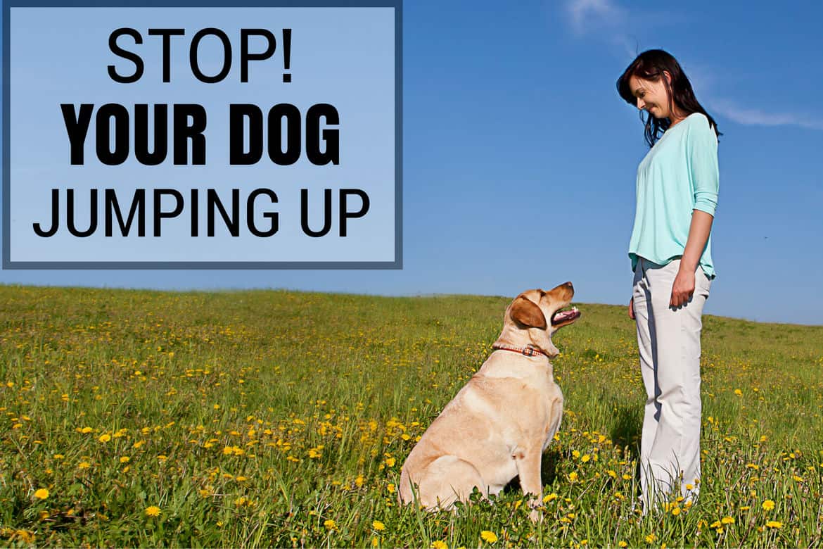 How To Stop Your Dog Or Puppy From Jumping Up