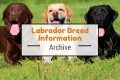 Labrador Breed Information | Facts | Figures | Trivia
