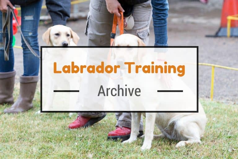 Labrador Puppy Training Tips (How to Train Dogs Guide 2020)
