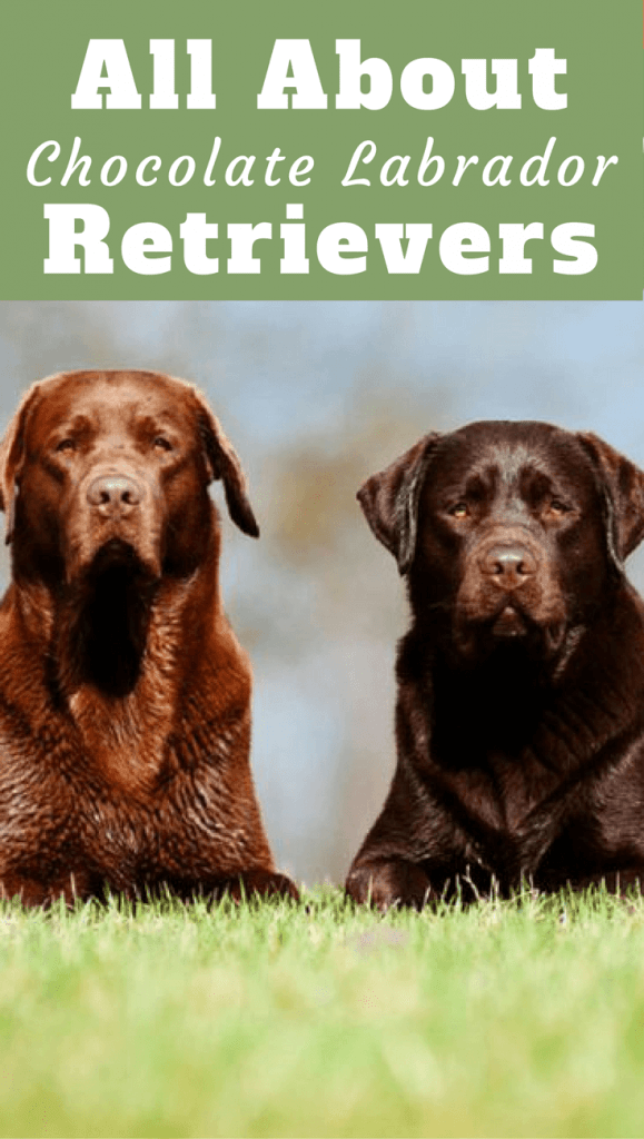 Chocolate Lab Your Go to Guide To The Chocolate Labrador Retriever 2021 chocolate-lab-your-go-to-guide-to-the-chocolate-labrador-retriever-2021