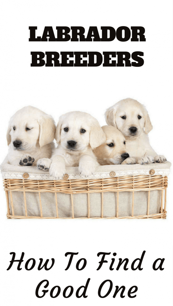 Labrador breeders - How to find the good ones! - Labrador Training HQ