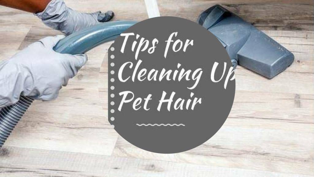 Tips for Cleaning Up Pet Hair - LabradorTrainingHQ