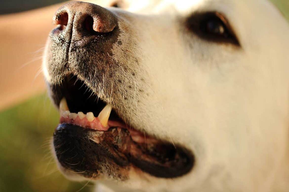 Why Do Dogs Chatter Their Teeth – Understand What It Means