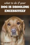 What To Do If Your Dog Is Drooling Excessively - LabradorTrainingHQ