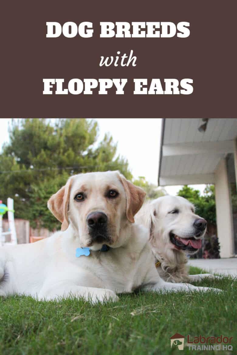 Best Dog Breeds With Floppy Ears And How To Care For Them ...