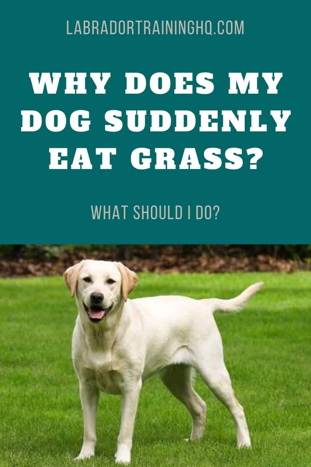 Why Your Dog Eats Grass And What To Do About It why-your-dog-eats-grass-and-what-to-do-about-it
