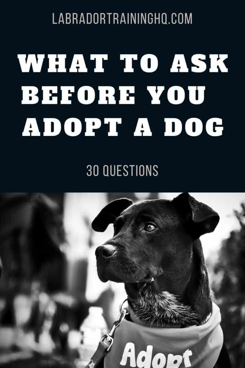 30-questions-to-ask-when-adopting-a-dog-labradortraininghq