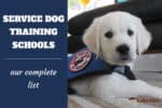 10 Essential Dog Training Hand Signals And How To Use Them